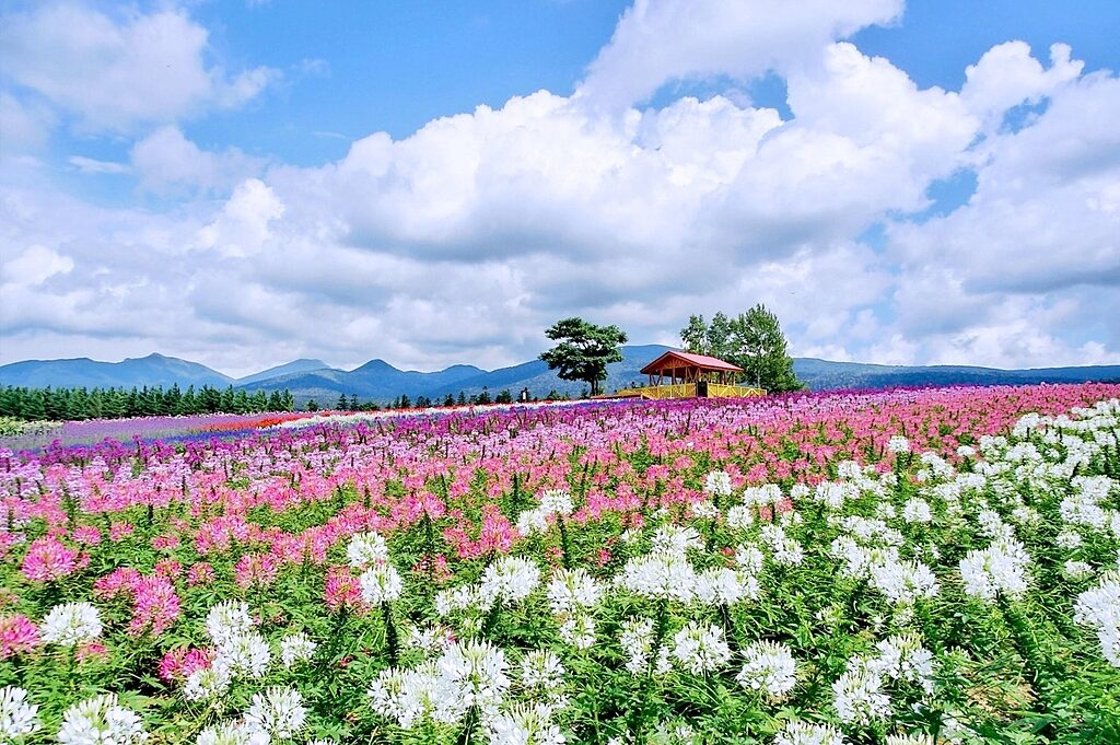 20 Of The Best Things To Do In Furano: Snow… | Uchi: Japan Real Estate