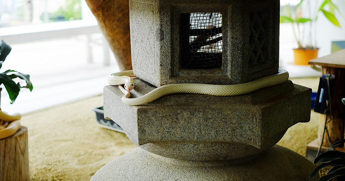 Year of the Snake: Japanese Snake Shrines | Uchi: Japan Real Estate