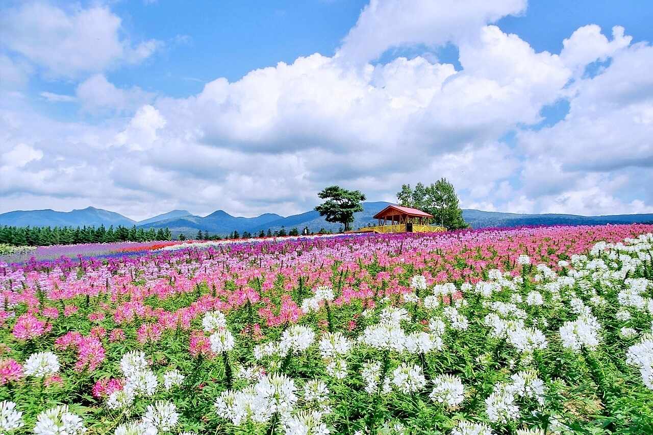20 Of The Best Things To Do In Furano: Snow… | Uchi: Japan Real Estate