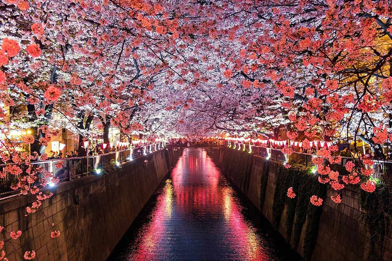 10 Best Spots for Hanami After Dark | Uchi: Japan Real Estate