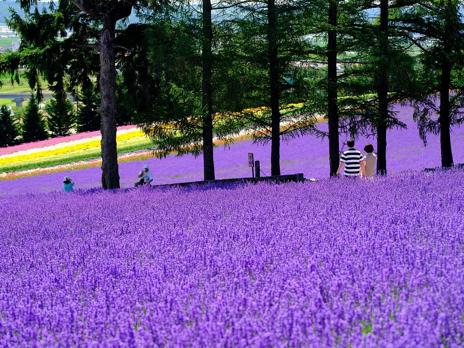 20 Of The Best Things To Do In Furano: Snow… | Uchi: Japan Real Estate