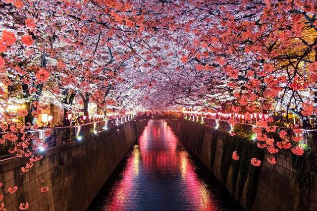10 Best Spots for Hanami After Dark | Uchi: Japan Real Estate