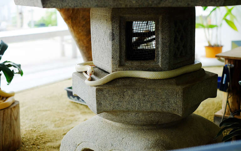 Year of the Snake: Japanese Snake Shrines | Uchi: Japan Real Estate