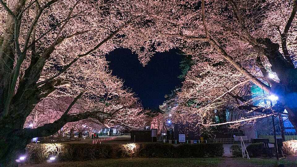 10 Best Spots for Hanami After Dark | Uchi: Japan Real Estate