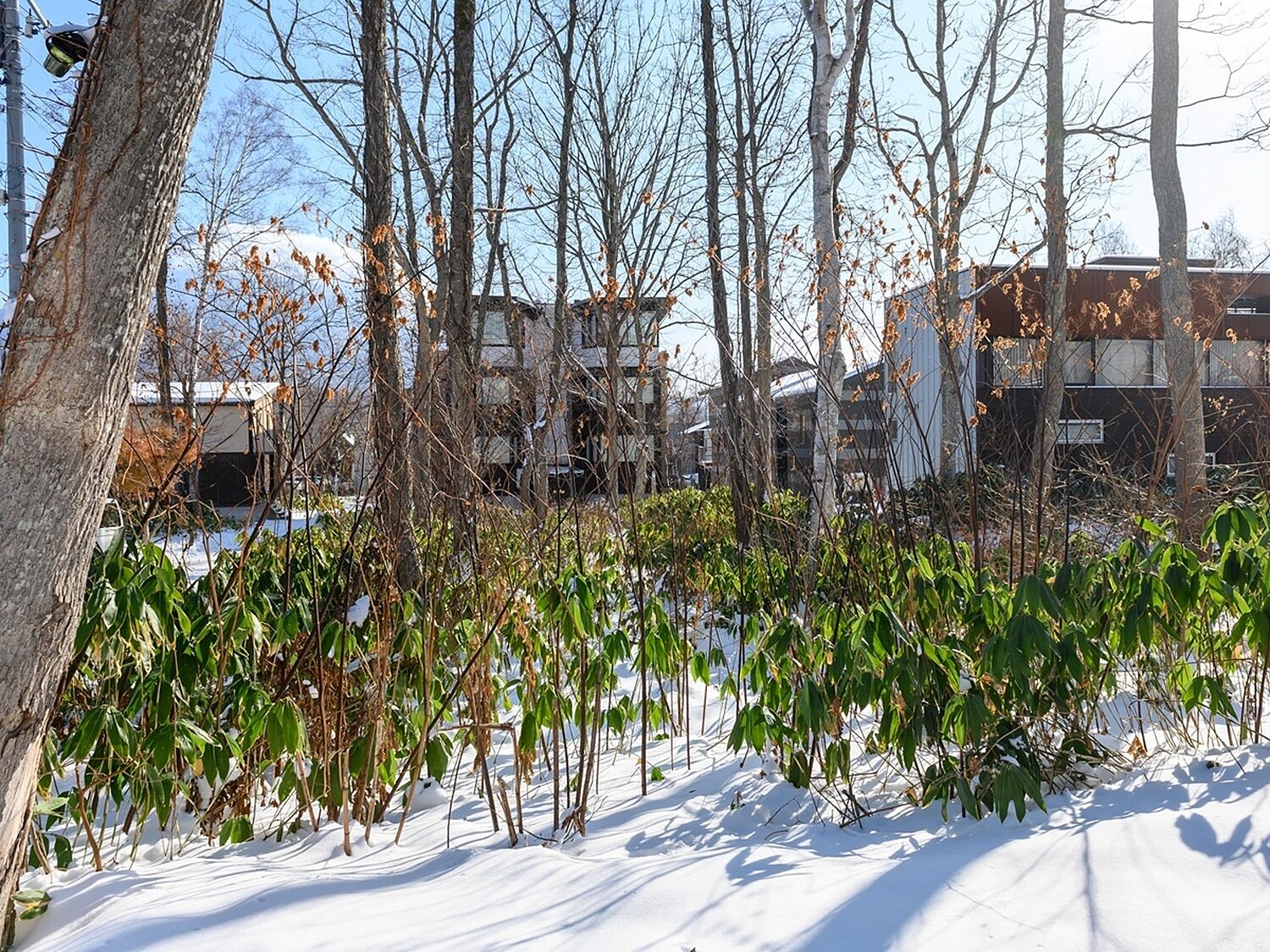 Hirafu Village 150 Tsubo Land | Uchi: Japan Real Estate